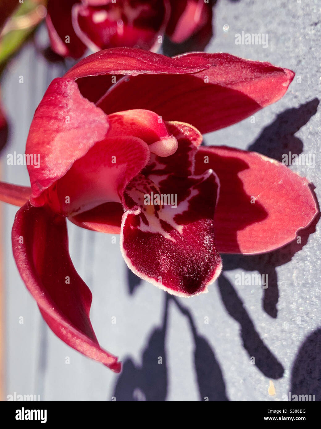Closeup of a stunning dark red velvety Cymbidium orchid Stock Photo - Alamy