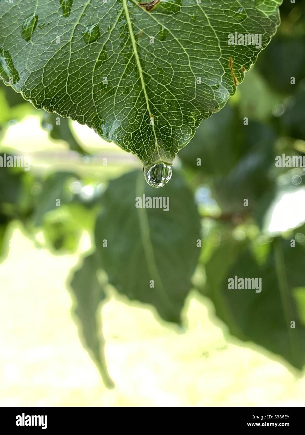 Single raindrop green leaf hi-res stock photography and images - Alamy