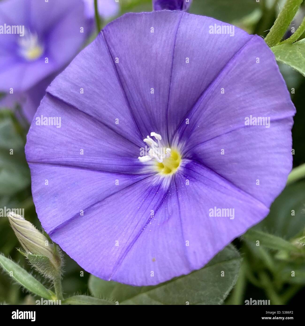 Convulvulus hi-res stock photography and images - Alamy