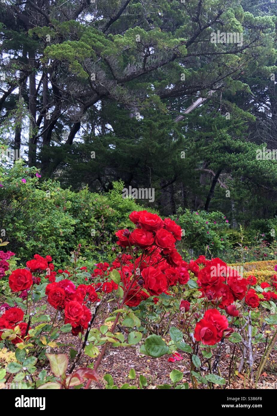 Rose flower tree hi-res stock photography and images - Alamy