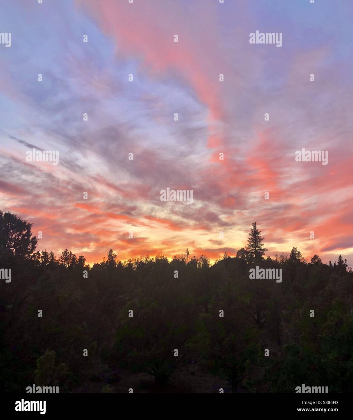 Forest trees sunset hi-res stock photography and images - Alamy