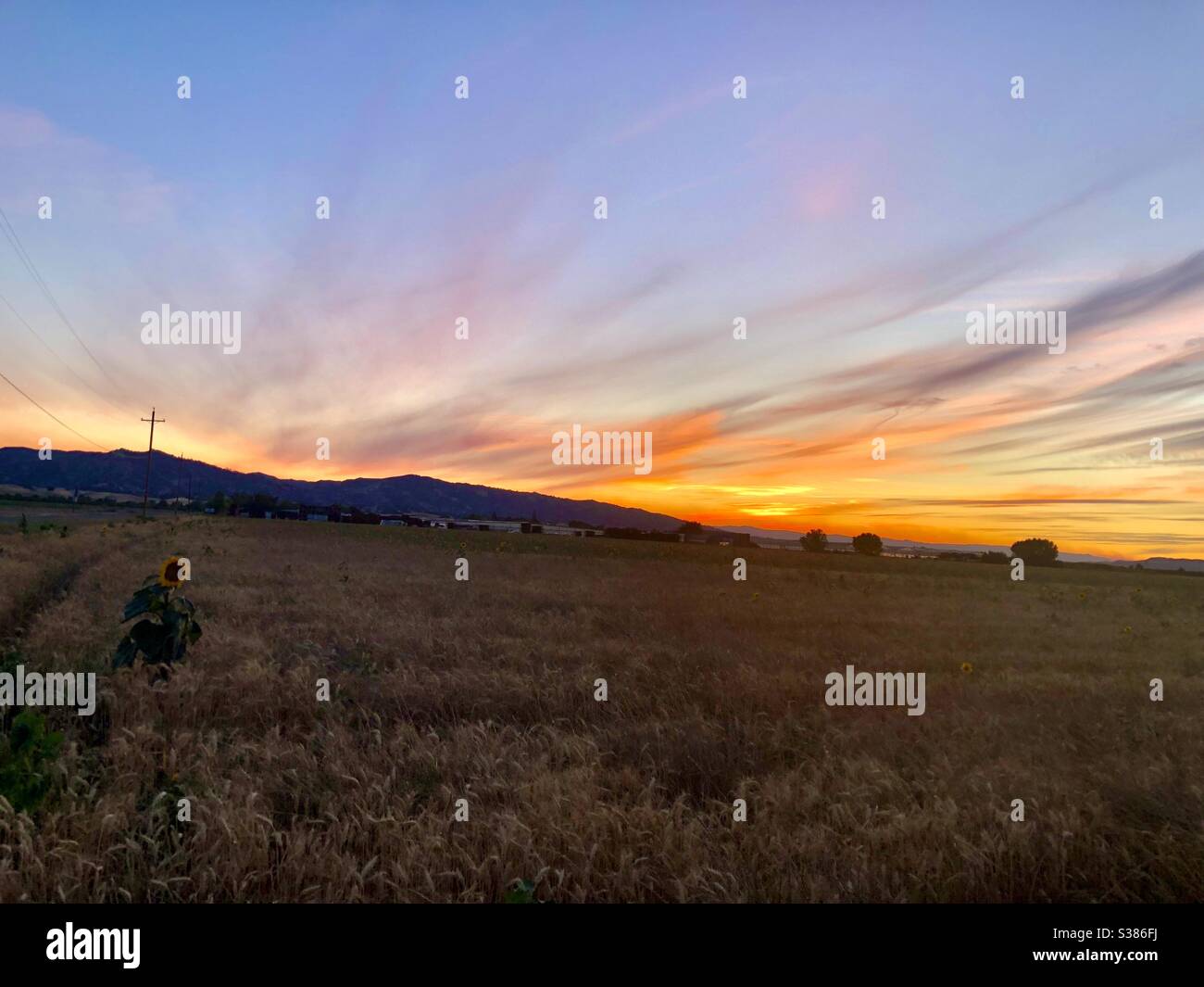 Sun flower farm hi-res stock photography and images - Alamy