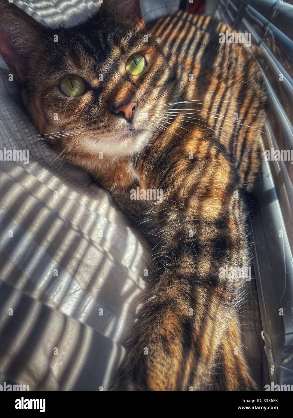 Torti cat hi-res stock photography and images - Alamy