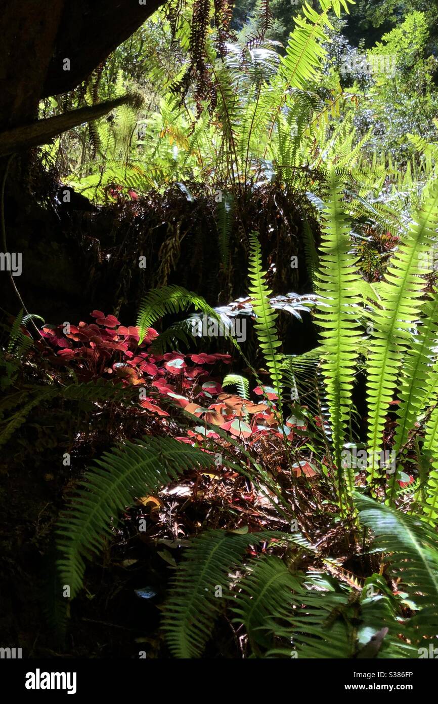 Jungle floor hi-res stock photography and images - Alamy