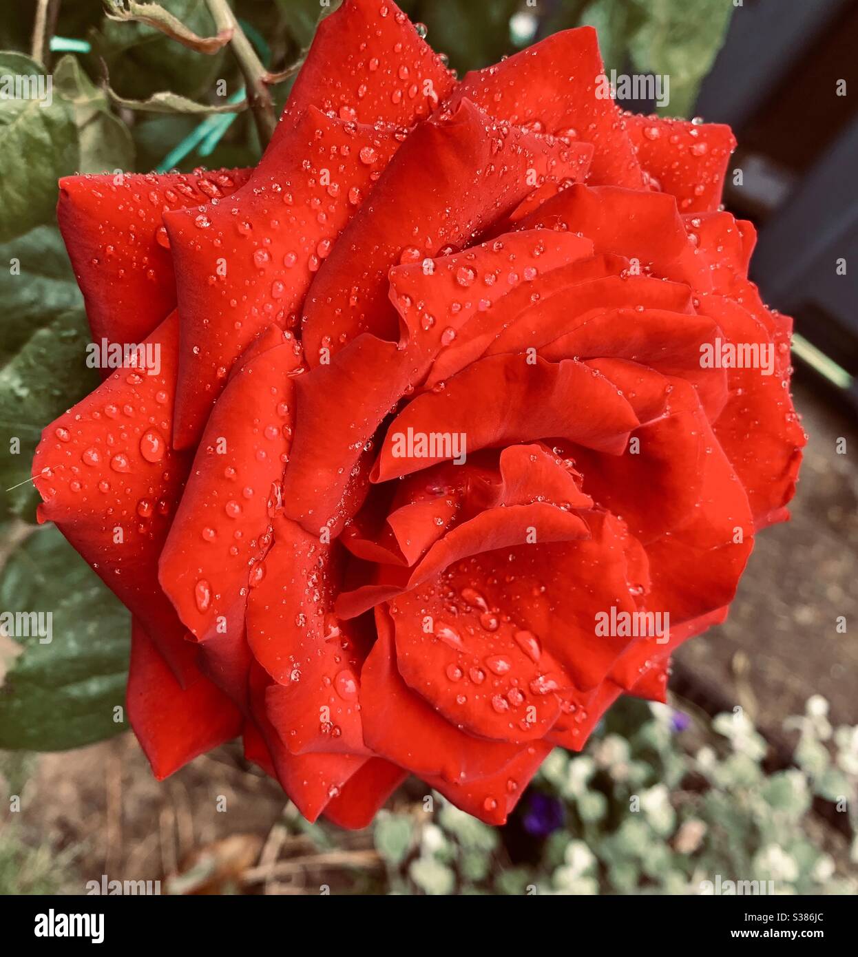 Red Rose With Raindrops