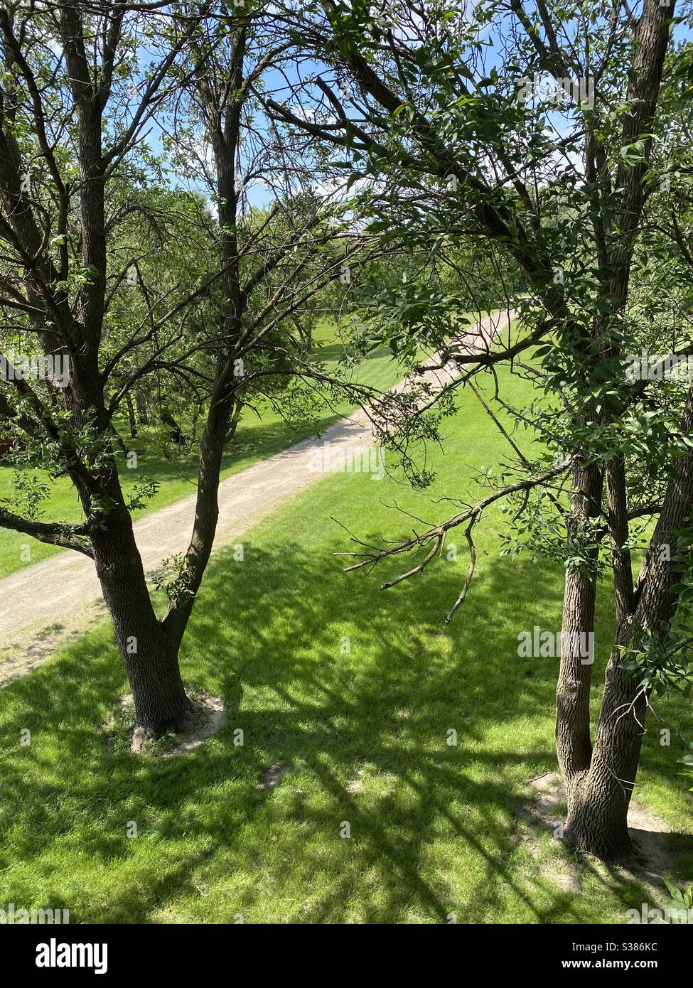 Minnesota trees in the summer Stock Photo - Alamy