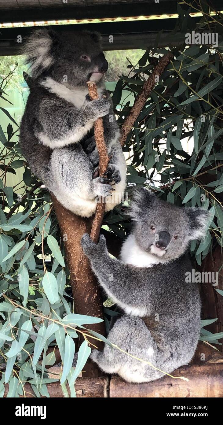 Two koalas hi-res stock photography and images - Alamy