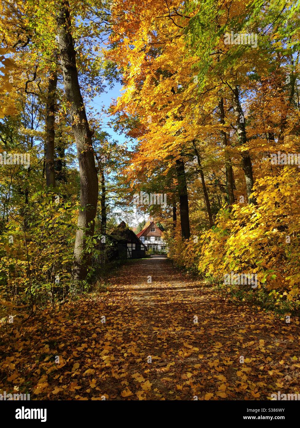 Autumn colors in Germany Stock Photo - Alamy