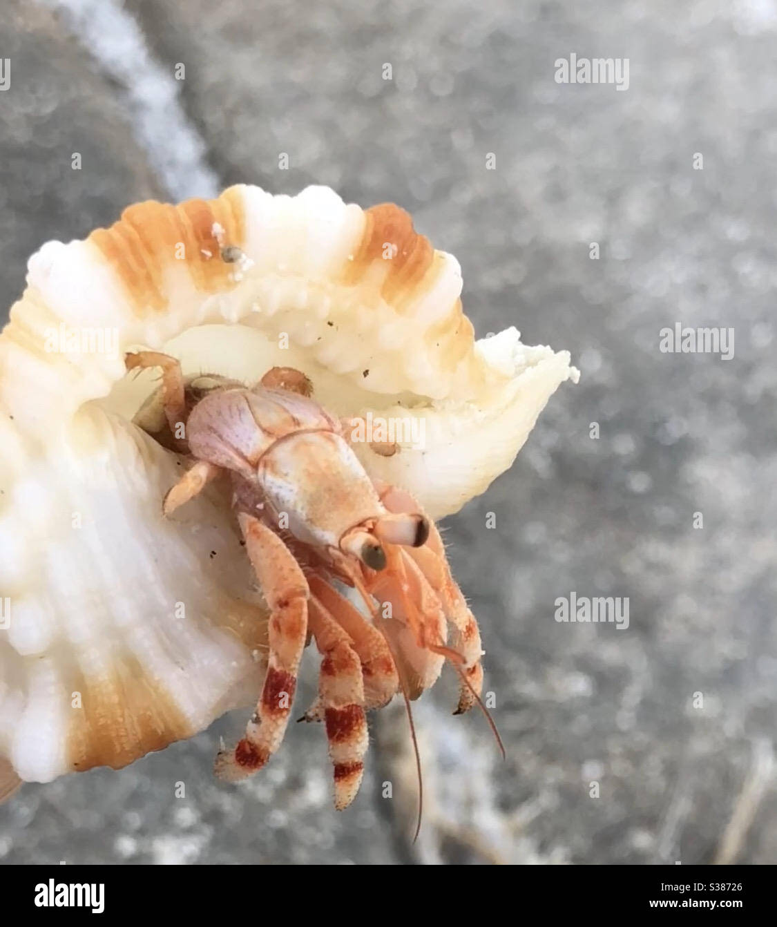 Hermit crab in shell maldives hi-res stock photography and images - Alamy