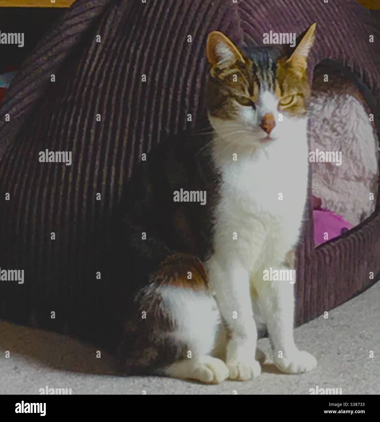 Cat guard hi-res stock photography and images - Alamy