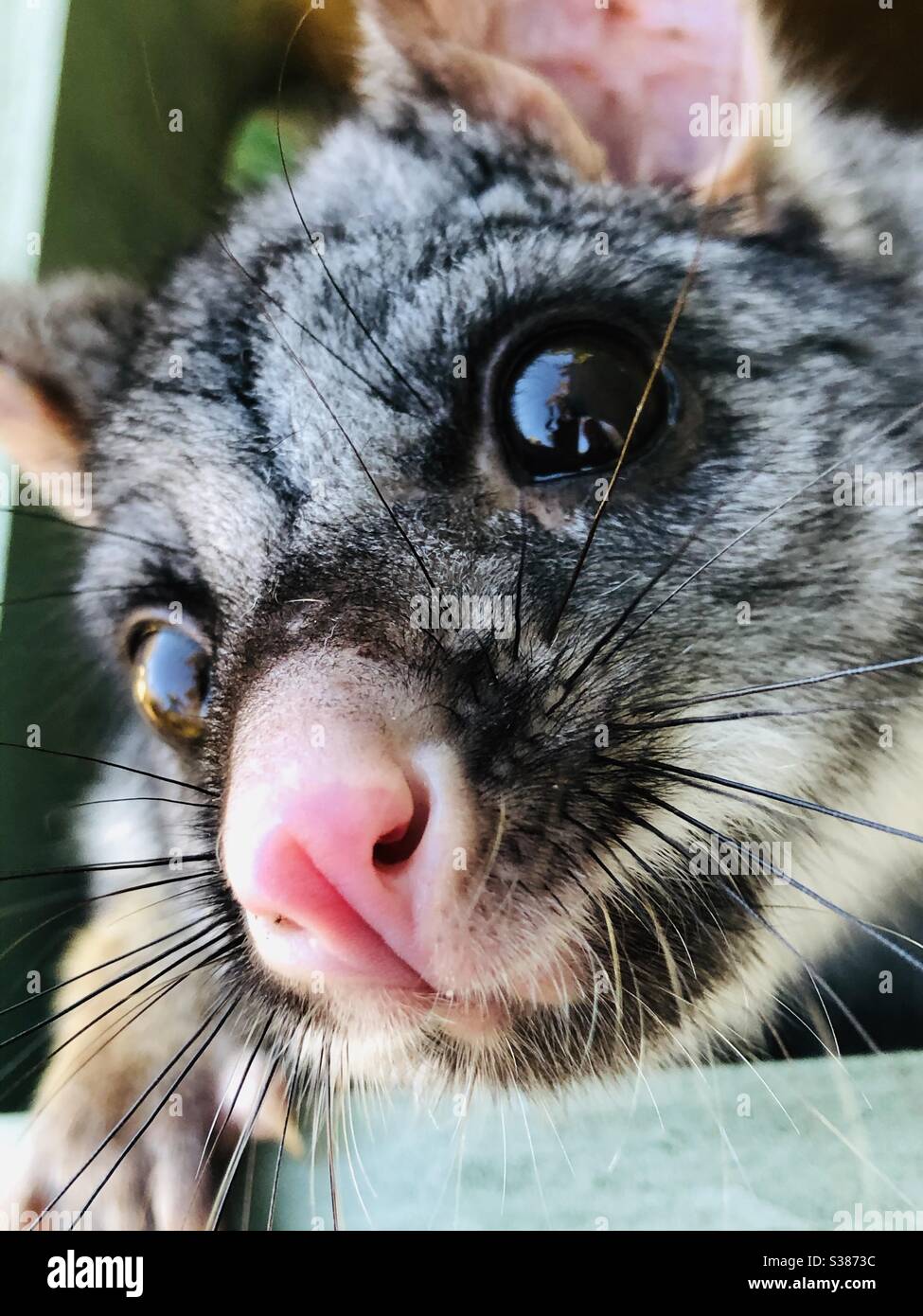 Possum Box High Resolution Stock Photography and Images - Alamy