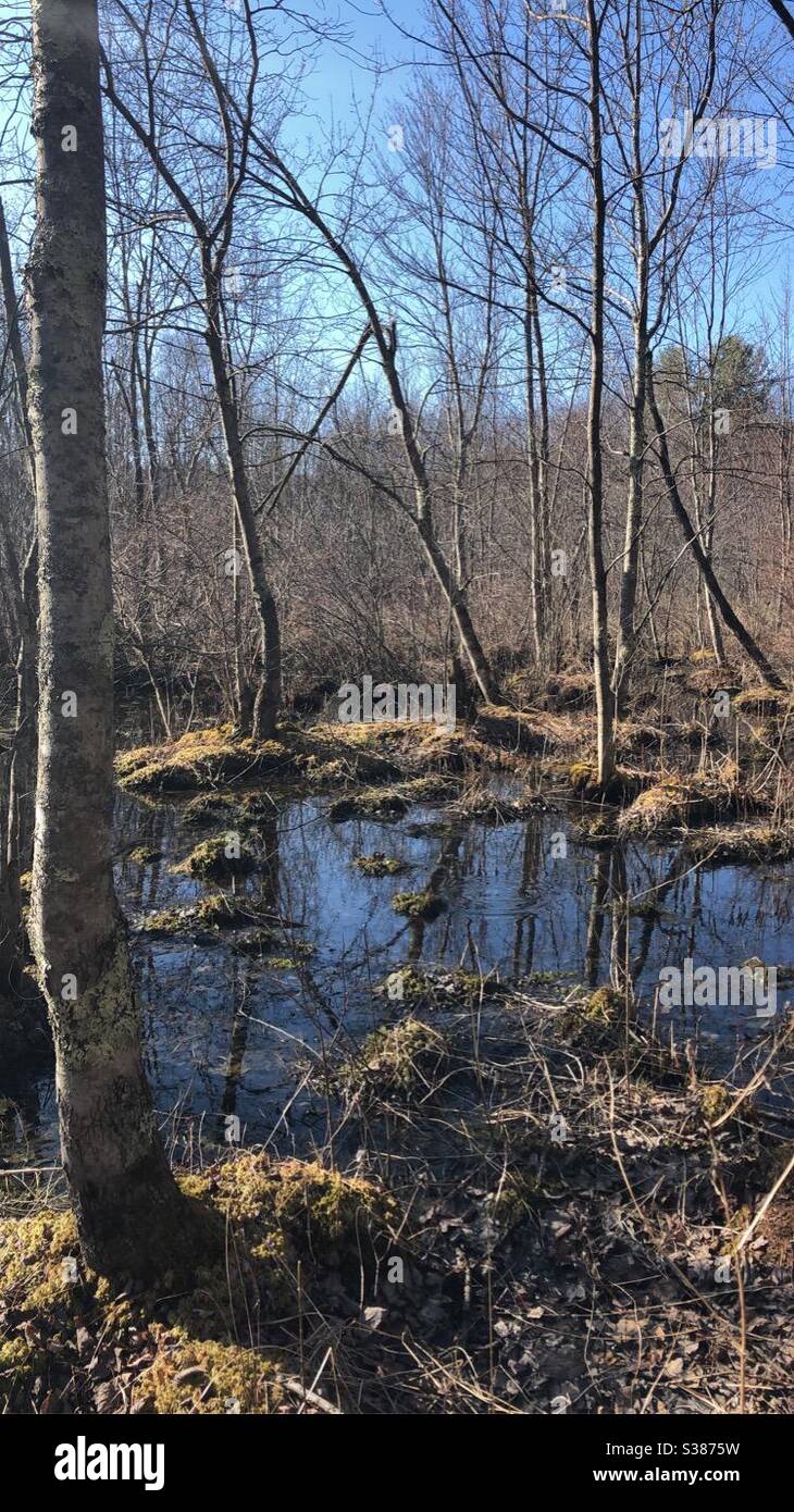 Woods forrests hi-res stock photography and images - Alamy