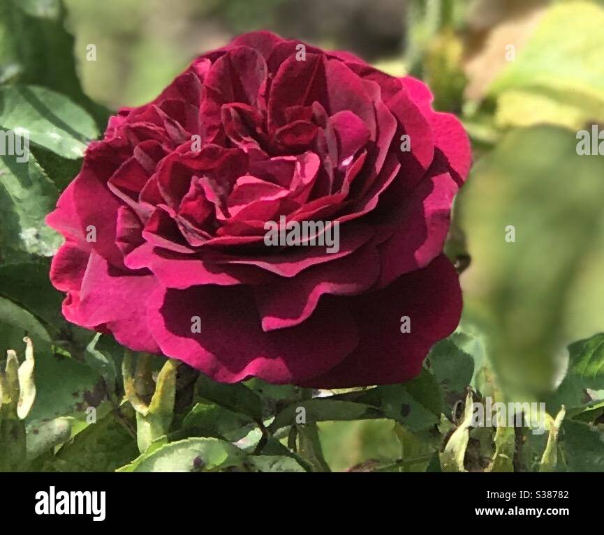 Rosa ascot hi-res stock photography and images - Alamy
