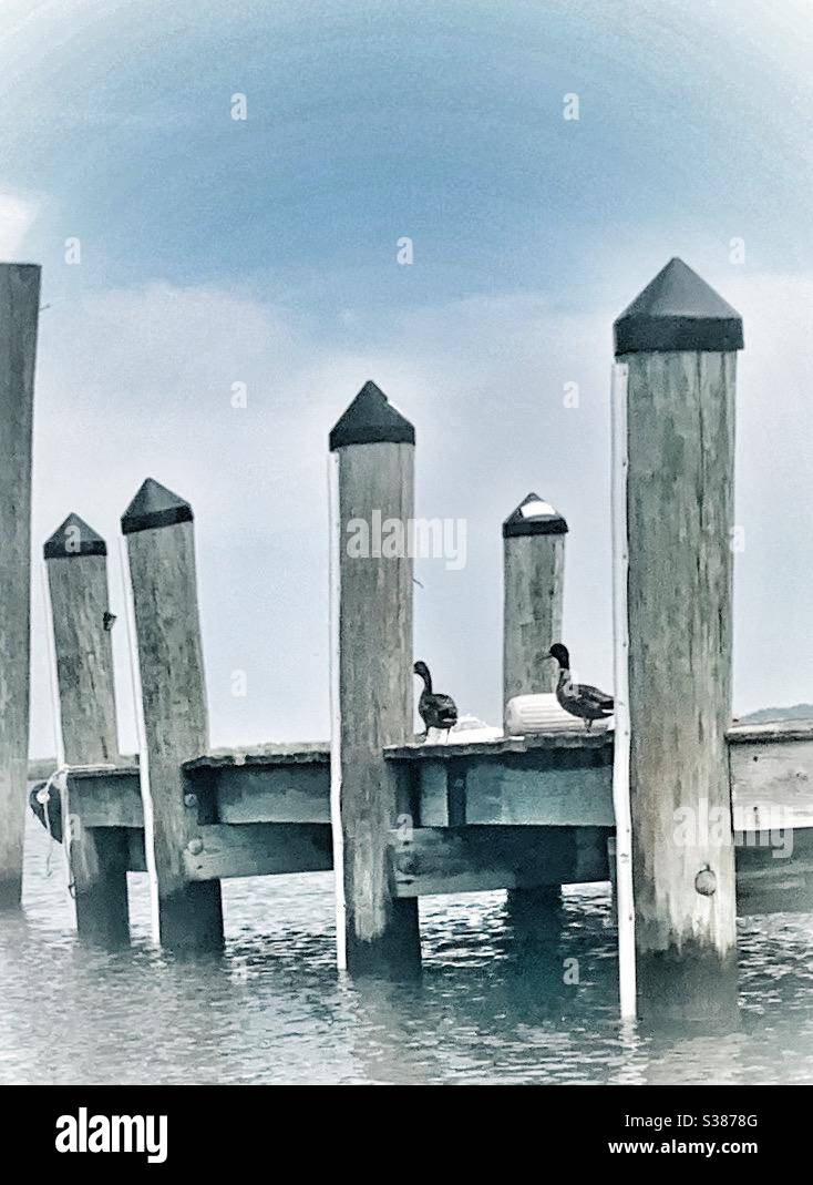 Ducks in a dock Stock Photo - Alamy