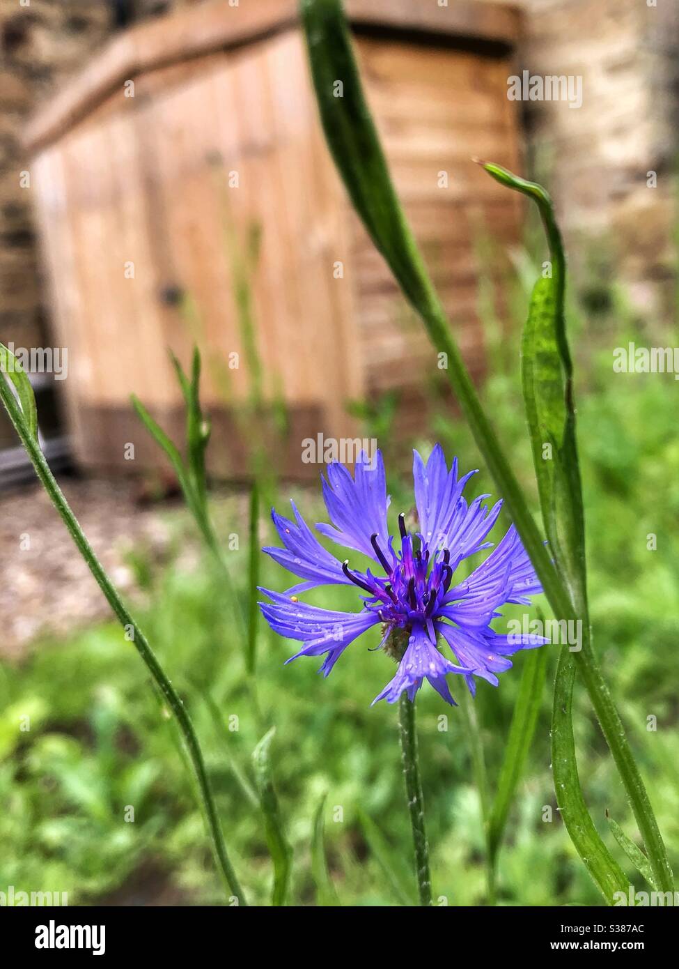 Garden corn hi-res stock photography and images - Alamy