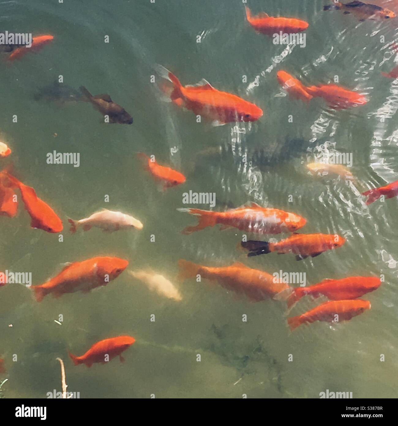 Orange pond fish hi-res stock photography and images - Alamy