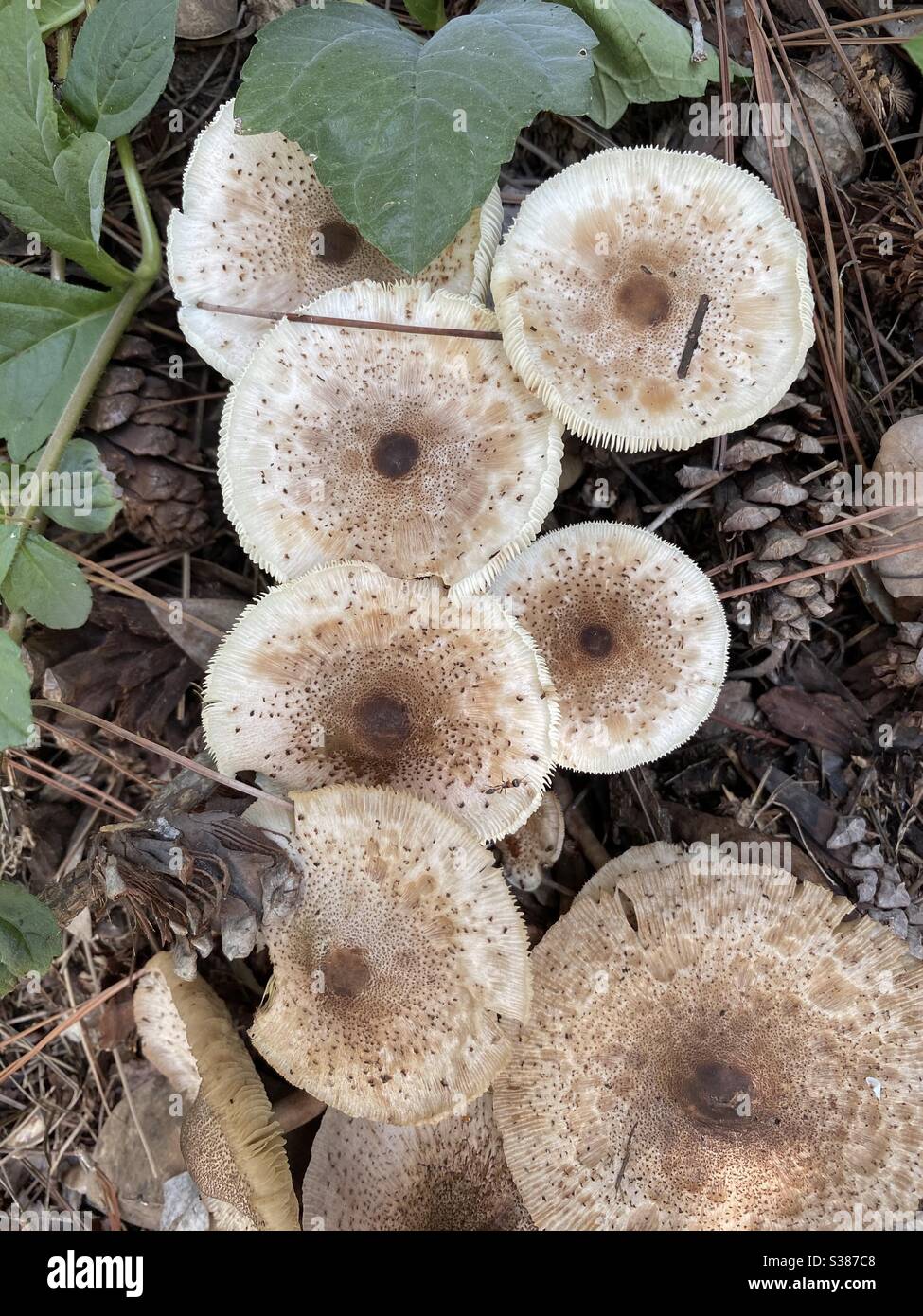 Polyporaceae hi-res stock photography and images - Alamy