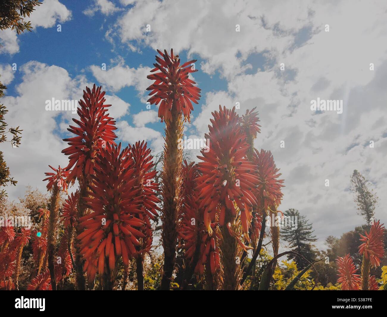 The red of bravery, confidence, consistency and intensity Stock Photo ...