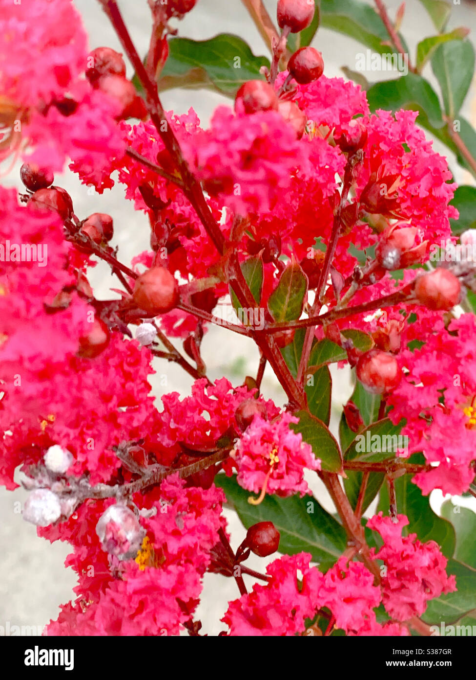 Lagerstroemia indica l hi-res stock photography and images - Alamy