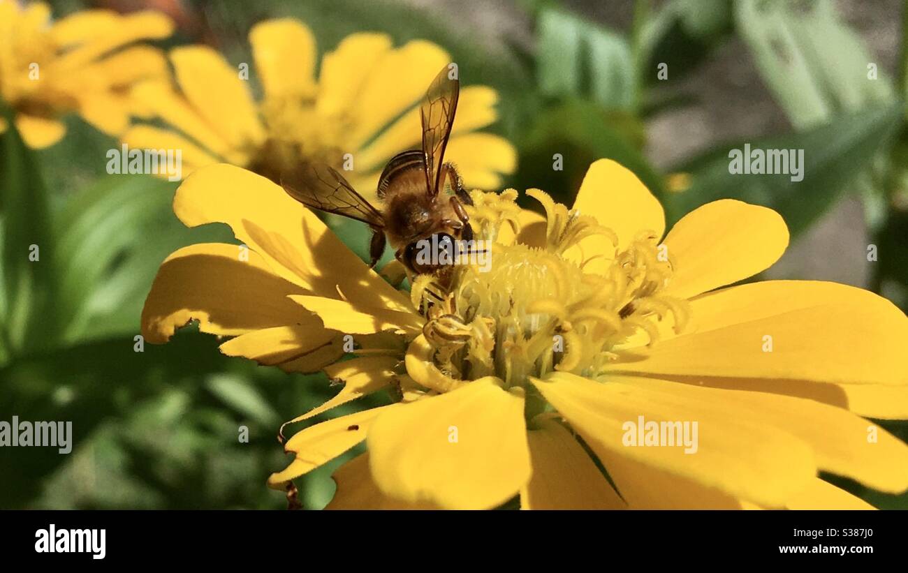 Mr bee hi-res stock photography and images - Alamy