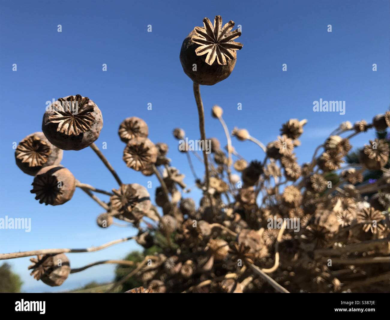 Blue sky poppy hi-res stock photography and images - Alamy