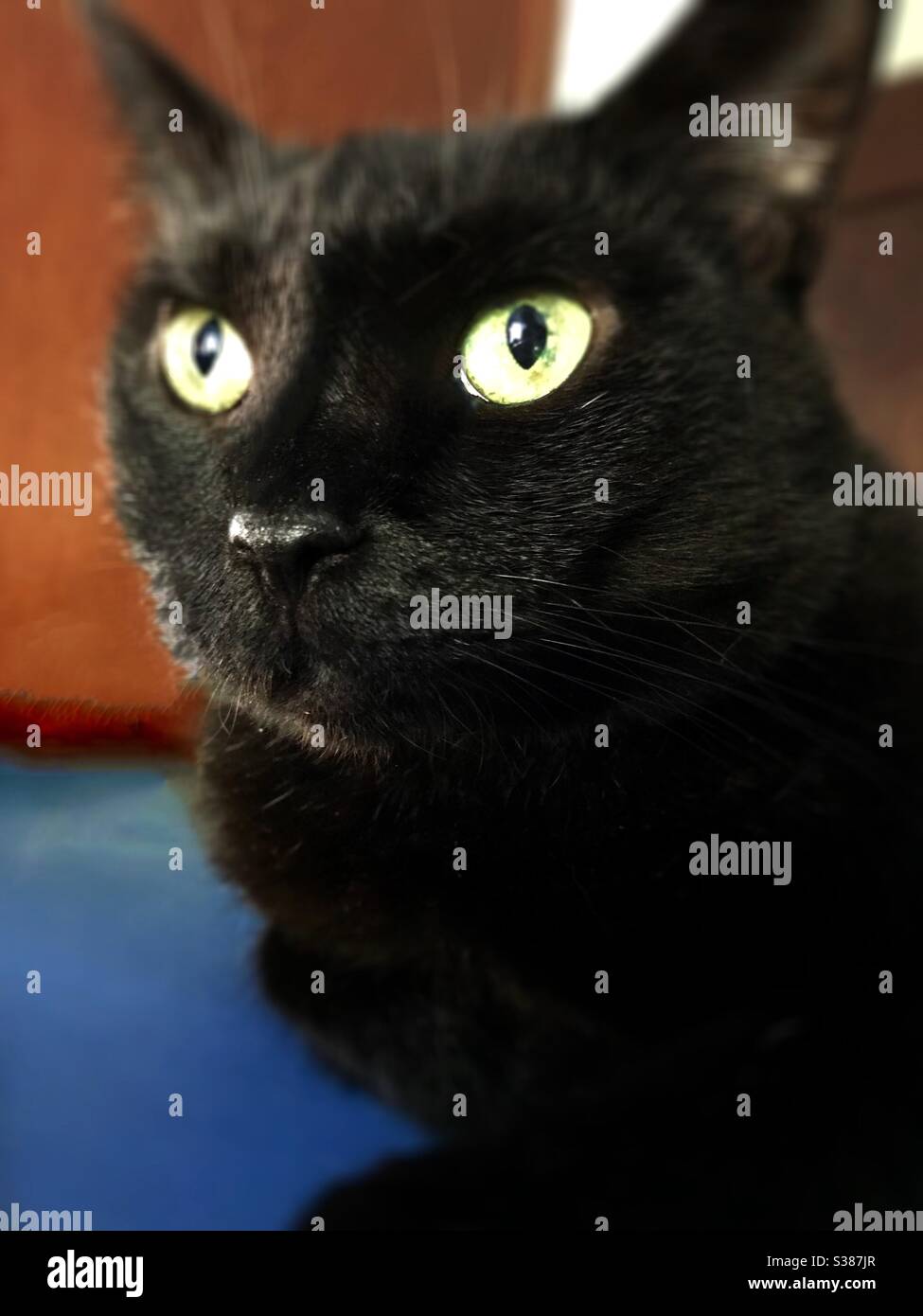 American bombay cat hi-res stock photography and images - Alamy