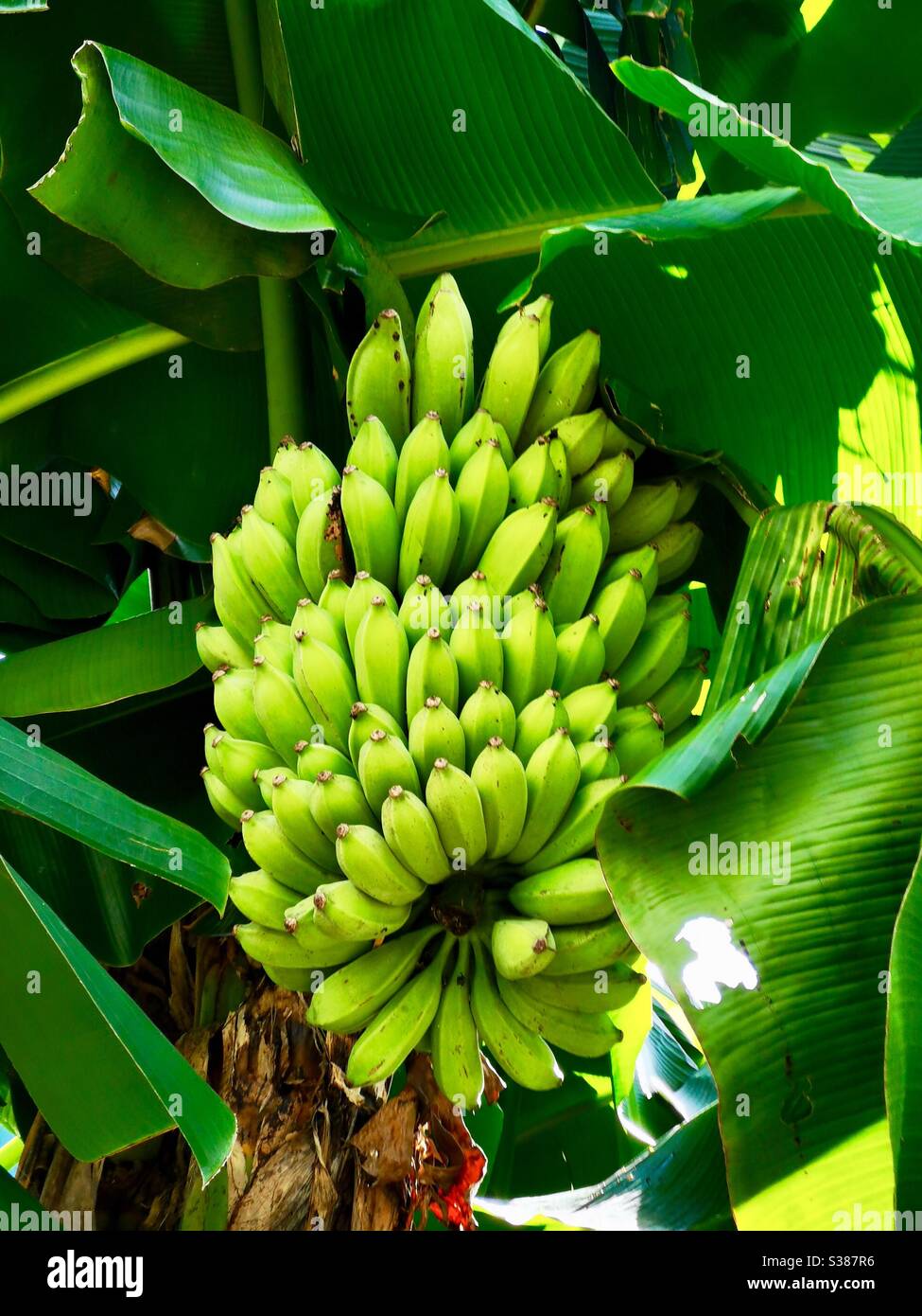 Farming plantains hi-res stock photography and images - Alamy