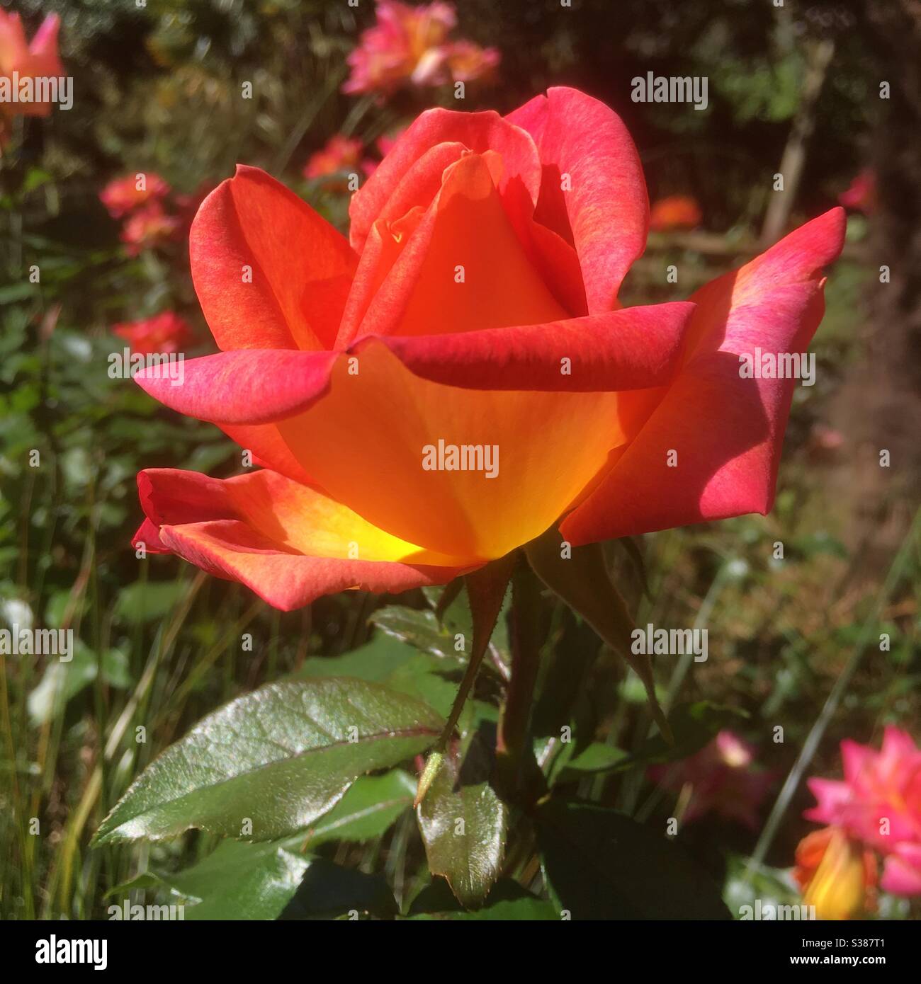 Variegated rose hi-res stock photography and images - Alamy