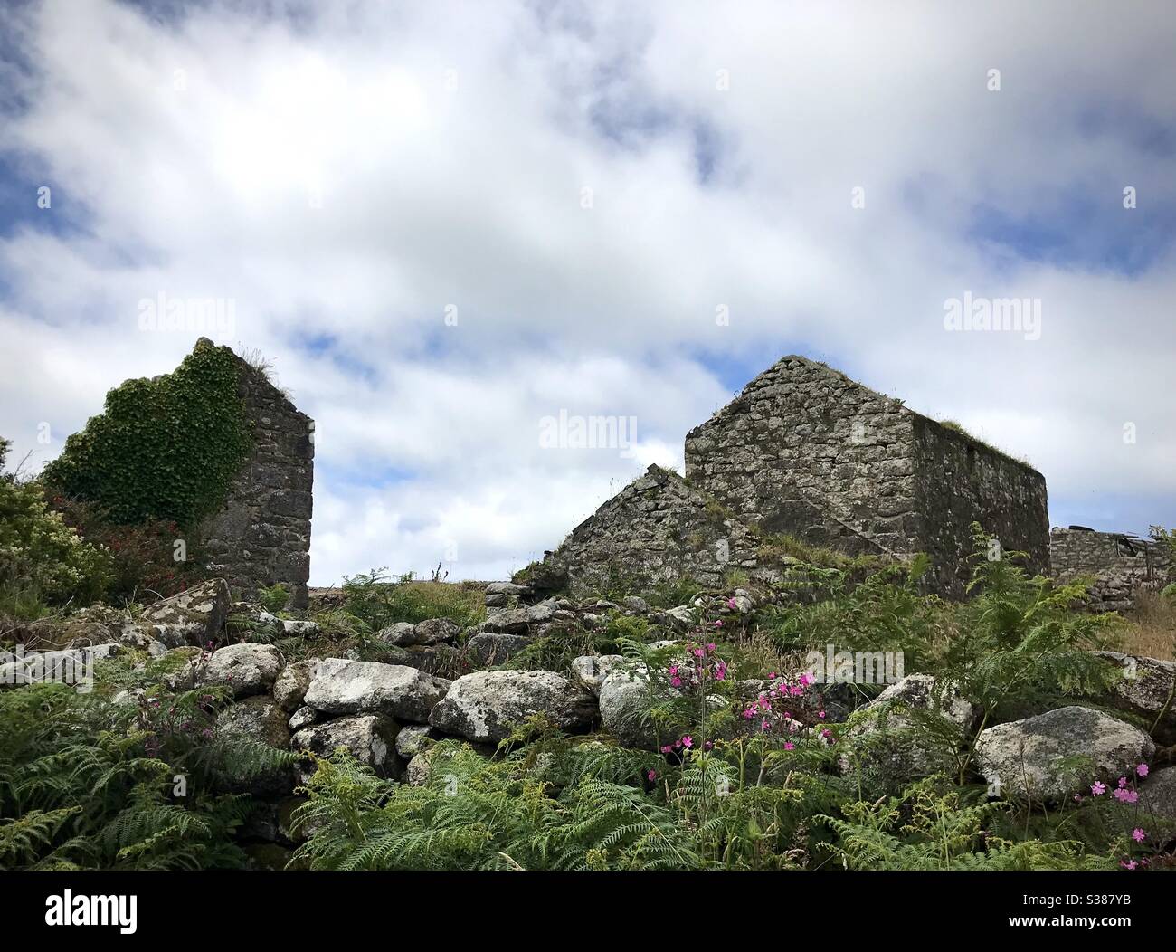 Abandoned farm buildings with dry stone wall and foxgloves in ...