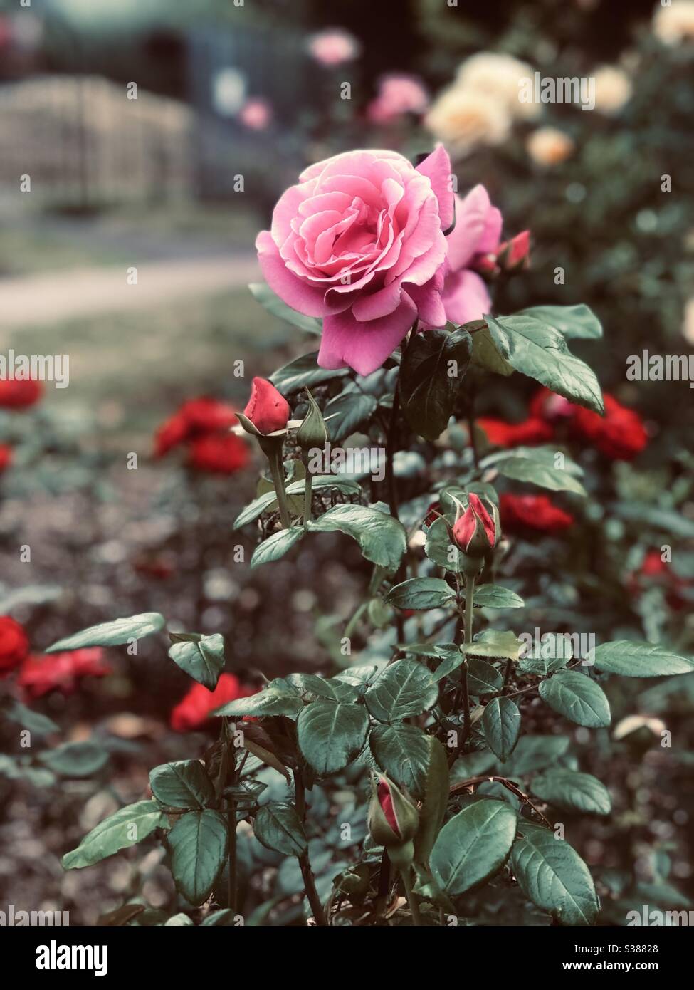 Tall Rose High Resolution Stock Photography and Images - Alamy