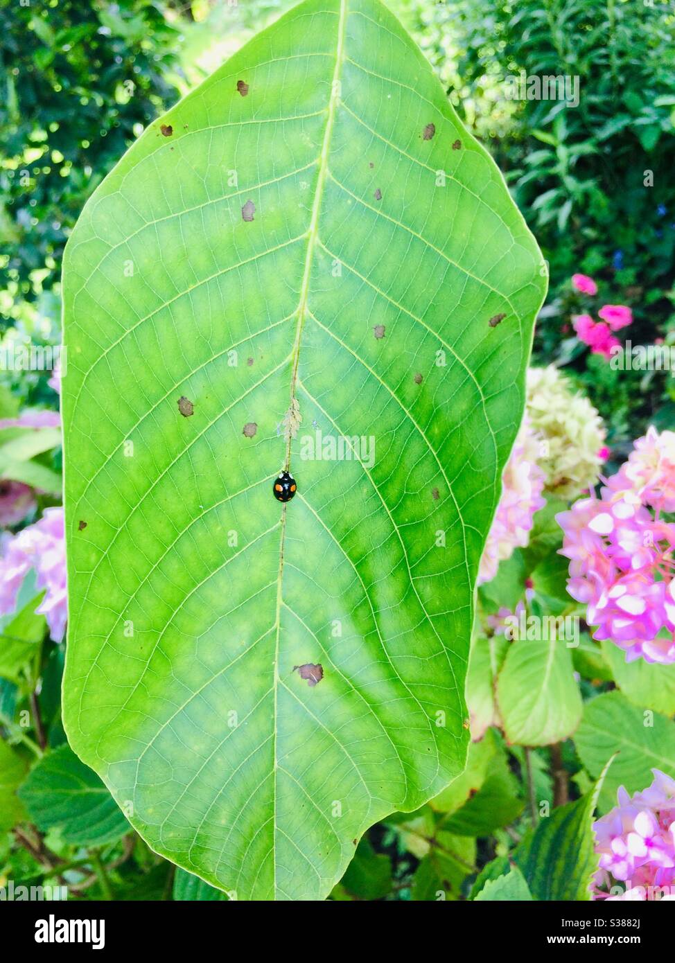 Big Ladybug High Resolution Stock Photography and Images - Alamy