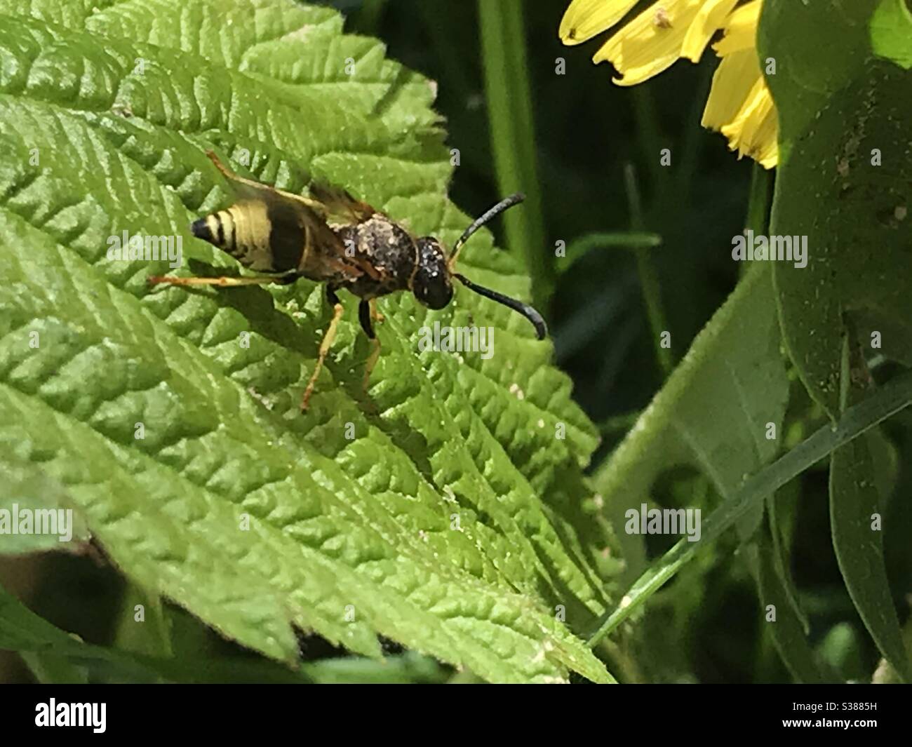 Wasp on the leaf hi-res stock photography and images - Alamy