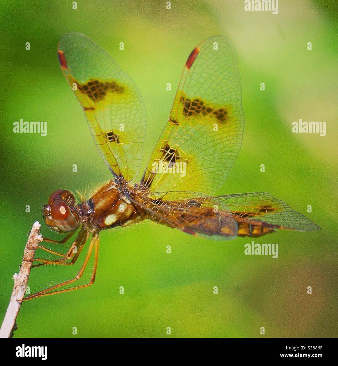 Eastern amberwing hi-res stock photography and images - Alamy