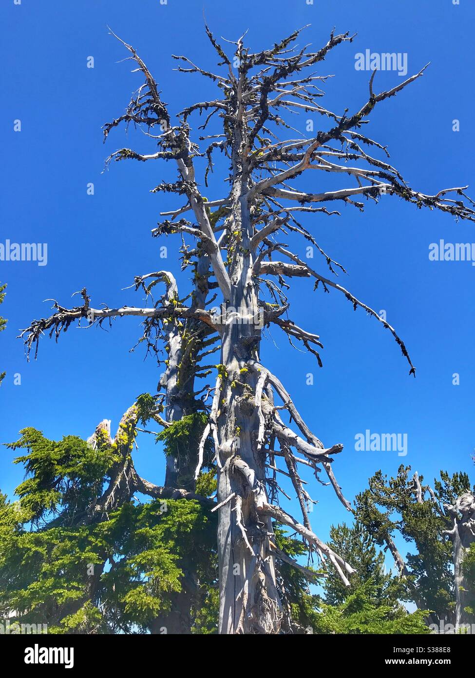 Old stag tree Stock Photo - Alamy