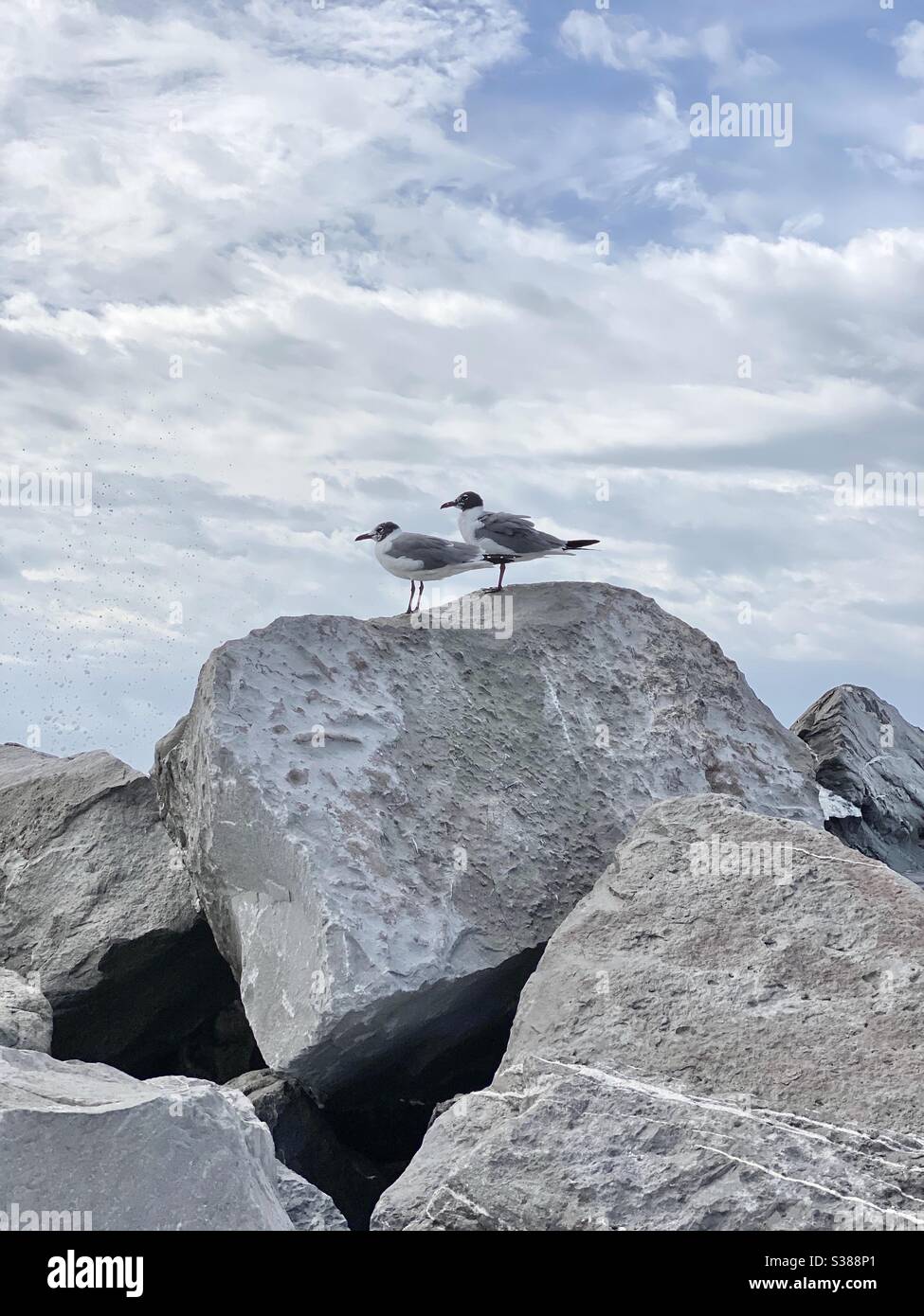 Two seagulls standing on large rocks on the beach Stock Photo - Alamy