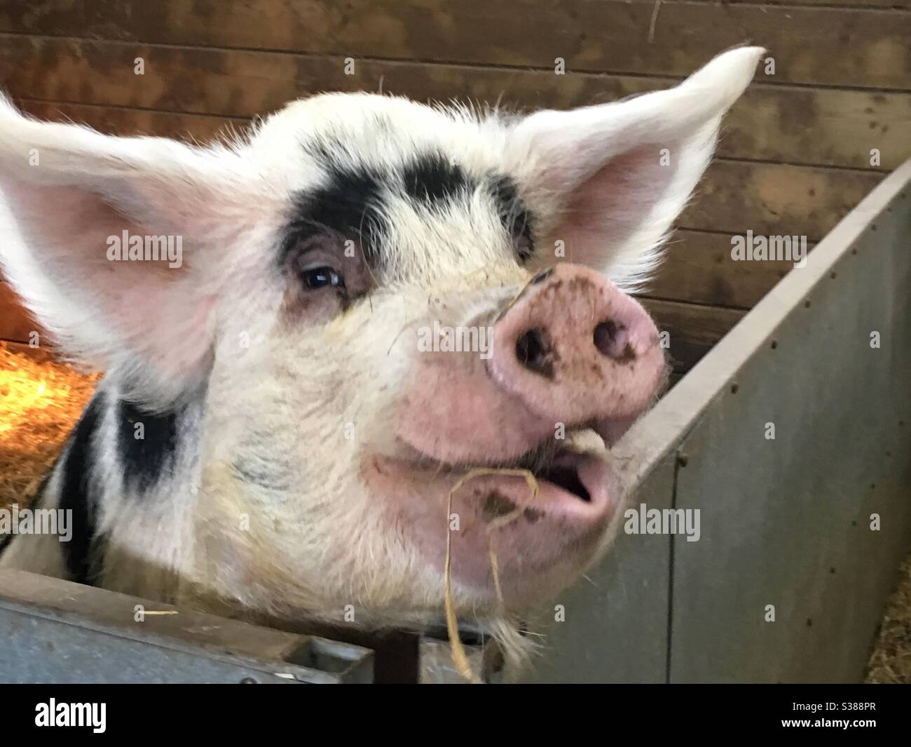 Oink oink hi-res stock photography and images - Alamy