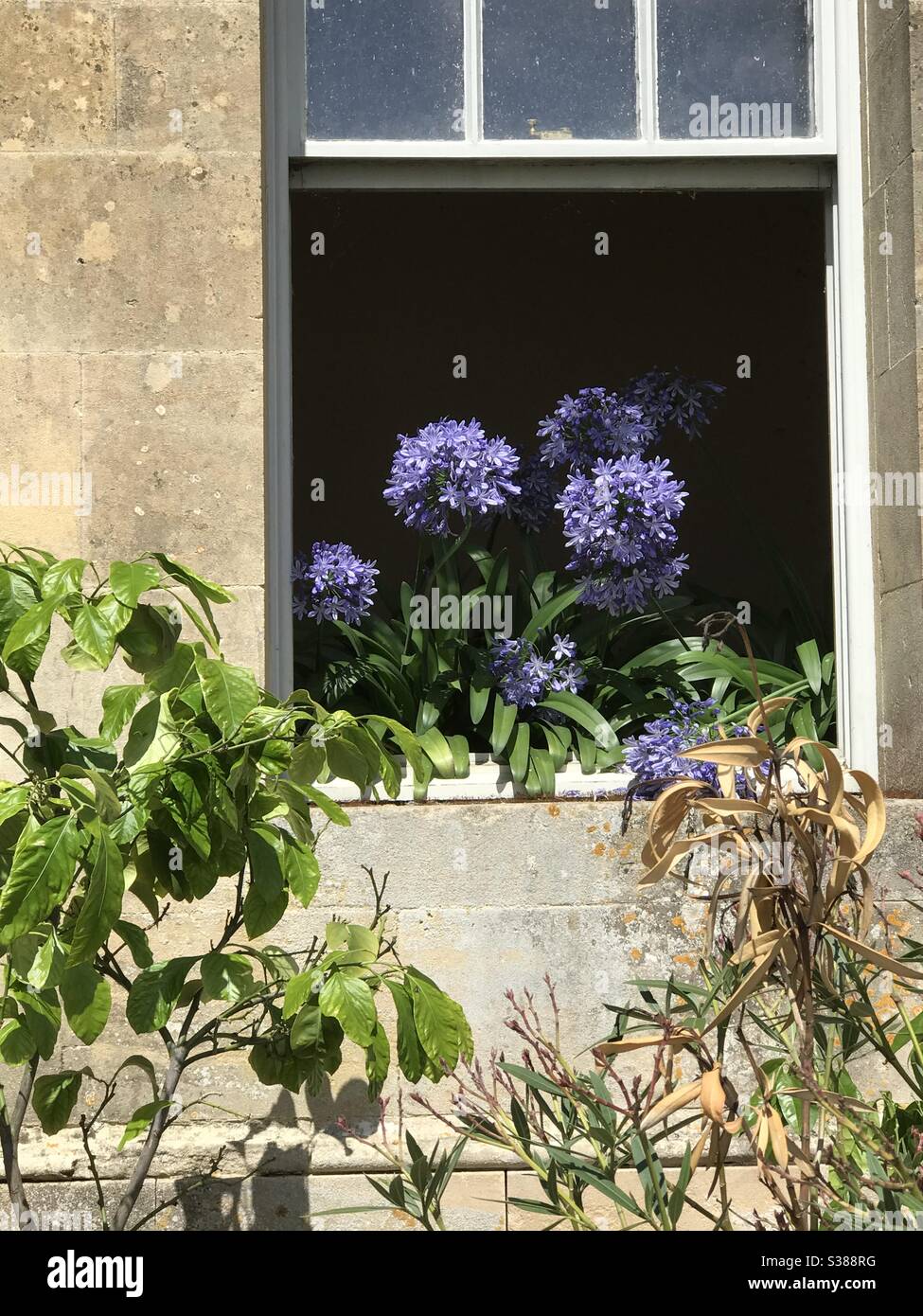 Beautiful agapanthus flowers through an open window Stock Photo - Alamy