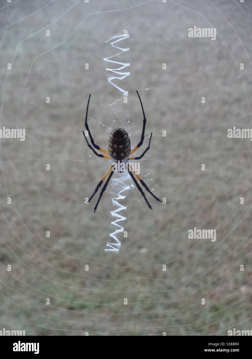 Spider hard at work Stock Photo - Alamy