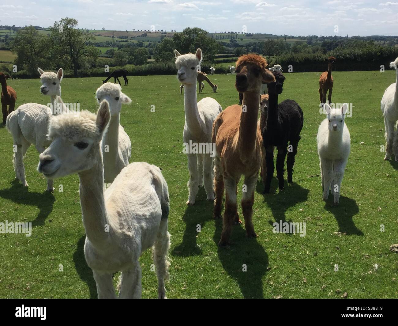 Field of alpacas hi-res stock photography and images - Alamy