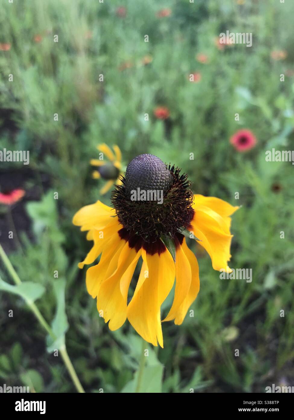 Texas yellow wildflowers hi-res stock photography and images - Alamy