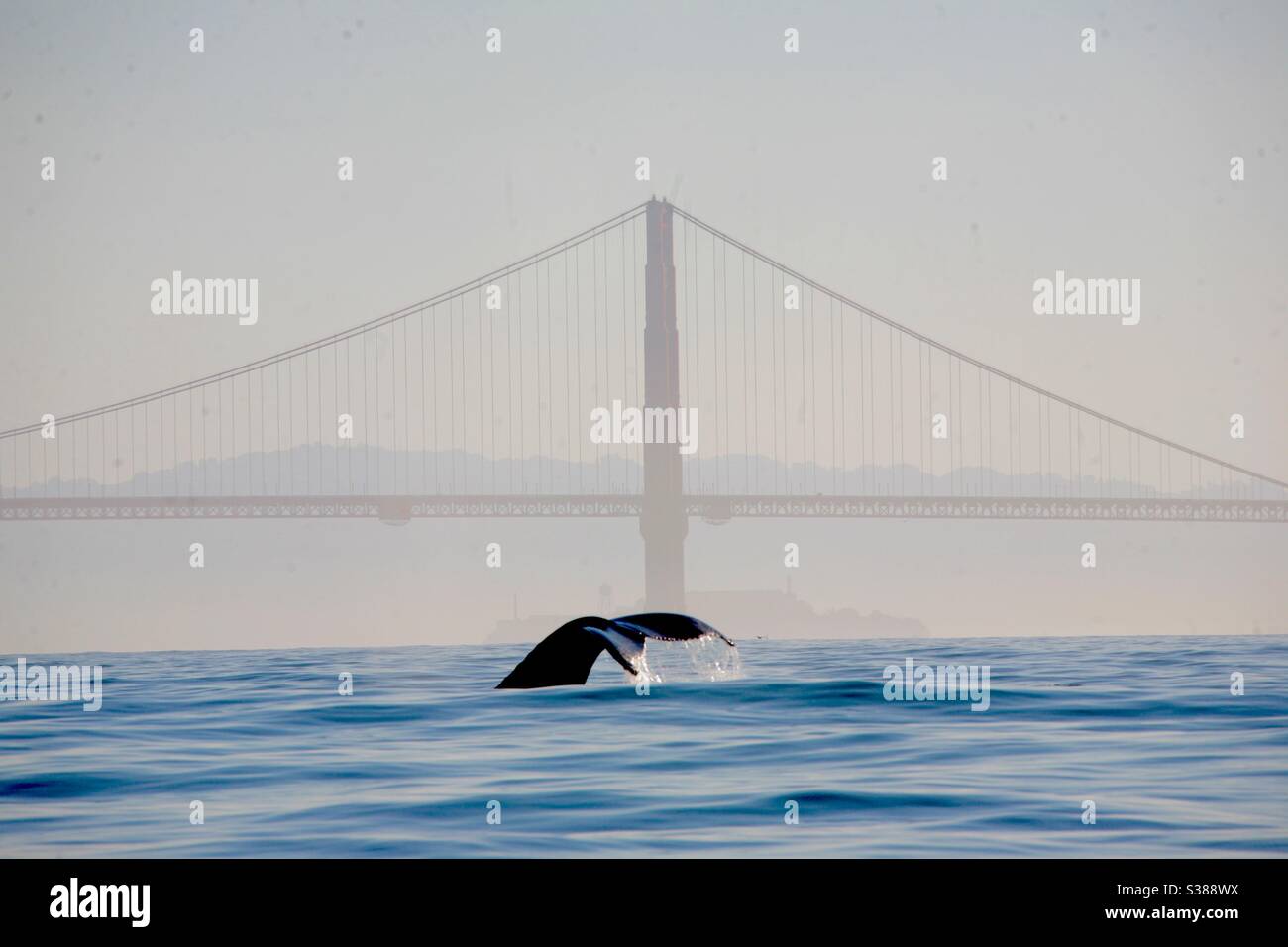 Whale Gate High Resolution Stock Photography and Images - Alamy