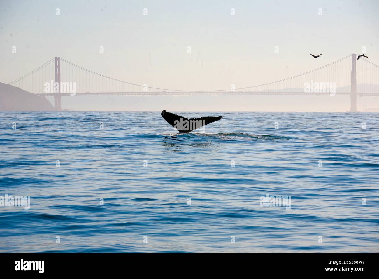 Whale Gate High Resolution Stock Photography and Images - Alamy