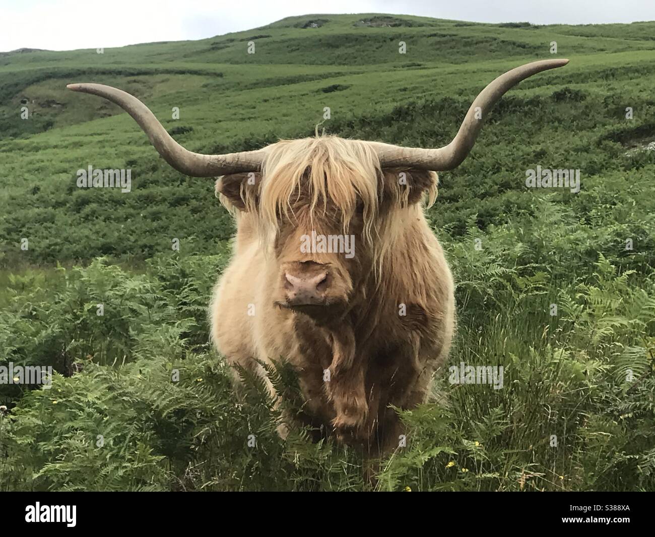Highland Cow Ben Lawers Stock Photo - Alamy