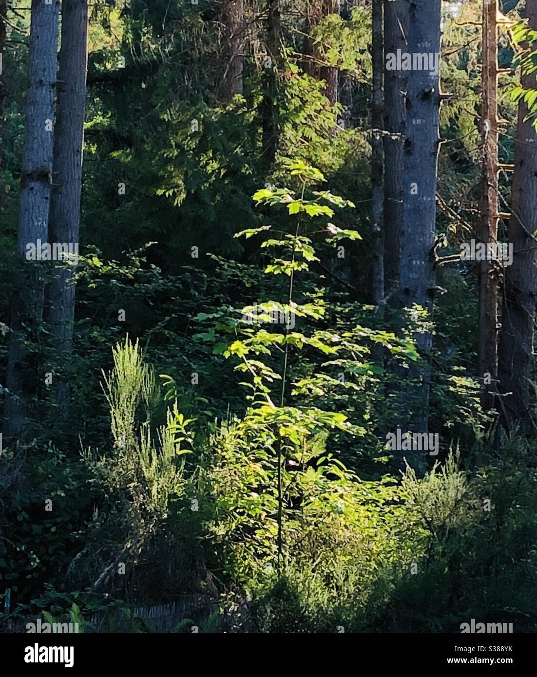 Dark tree canopy hi-res stock photography and images - Alamy