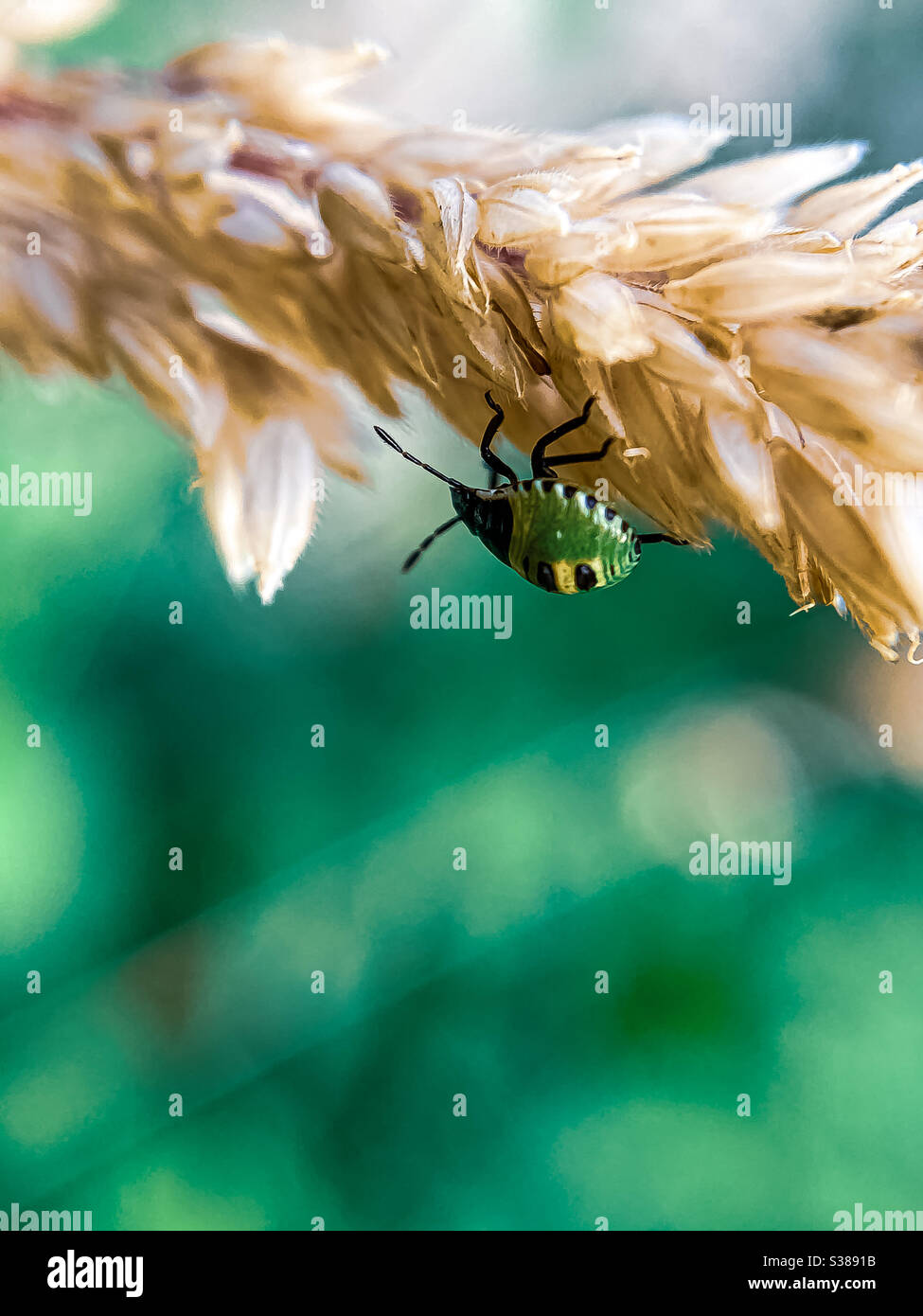 In the garden bug hunting Stock Photo - Alamy