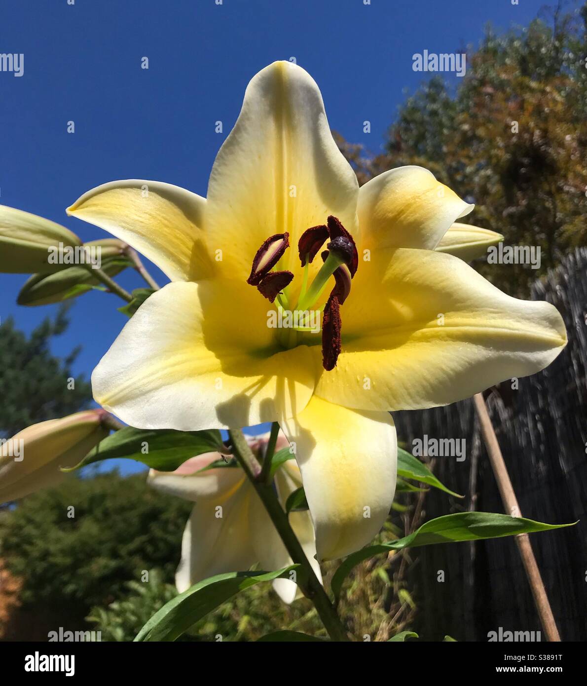 Lily flower yellow hi-res stock photography and images - Alamy