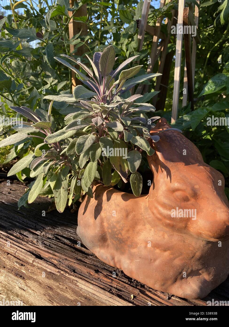 Herbs in pot sage hi-res stock photography and images - Alamy