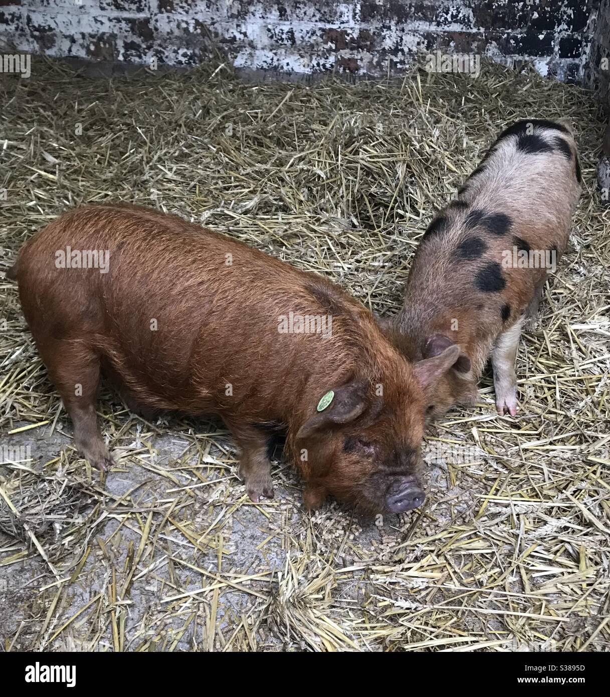 Ginger and spotted pig hi-res stock photography and images - Alamy