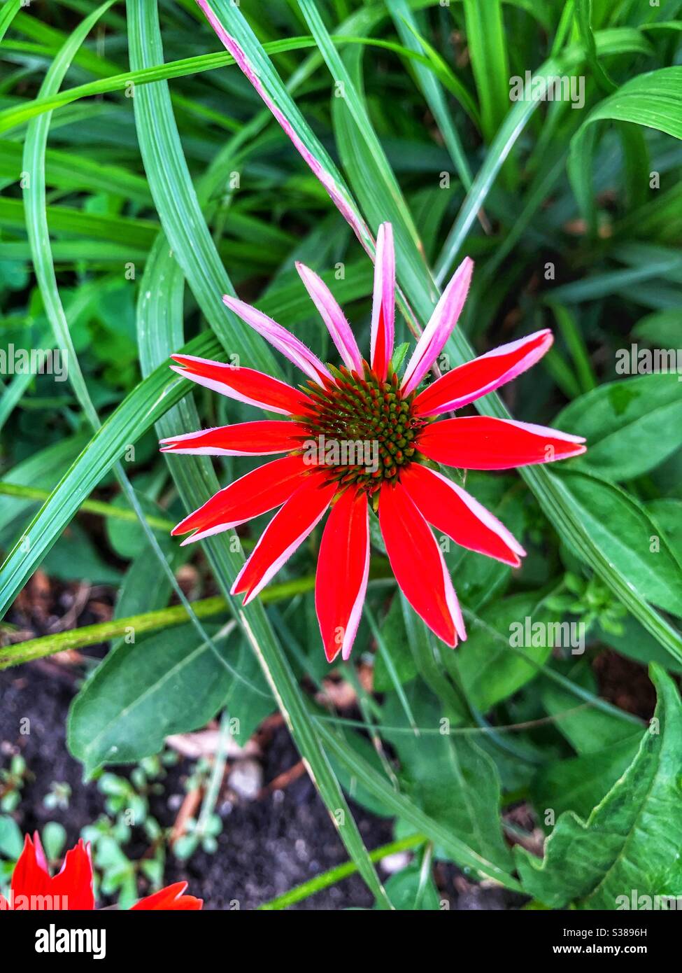 Solo red flower hi-res stock photography and images - Alamy