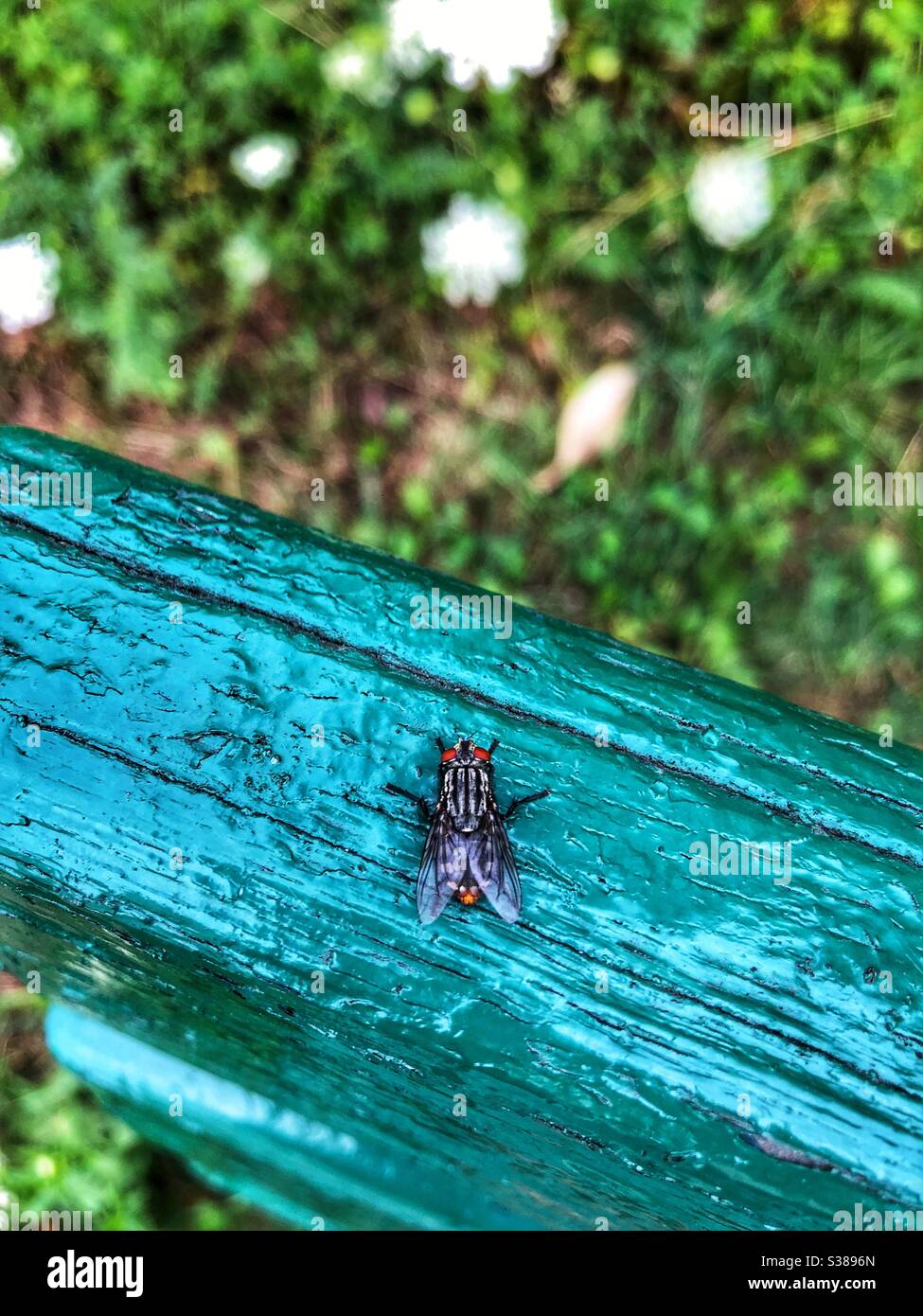 A resting fly Stock Photo - Alamy